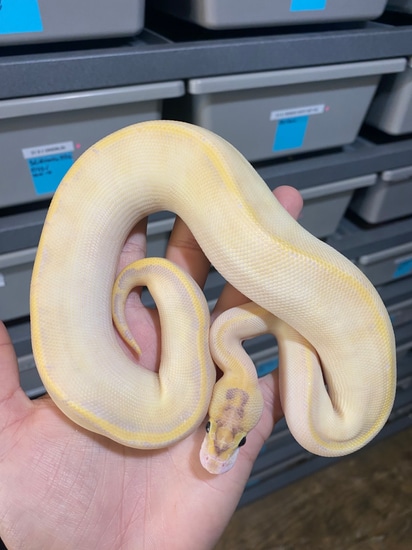Enchi Vanilla Ivory DH DG Clown Ball Python by Delray Exotics