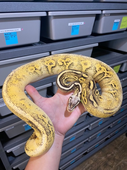Super Pastel Phantom Bongo YB Ball Python by Delray Exotics
