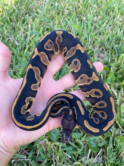 Blackhead Leopard Het Clown Ball Python by Delray Exotics