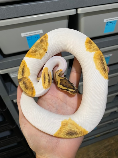 OD Enchi Pied Ball Python by Delray Exotics