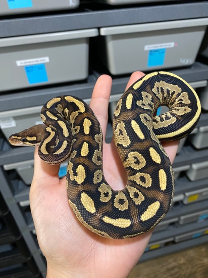 Bongo YB Het DG Ball Python by Delray Exotics