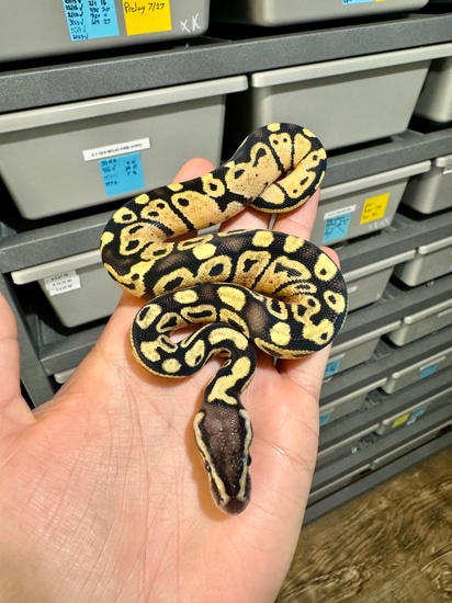 1.1 DH VPI Ax Paint Ball Python by Delray Exotics