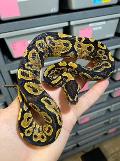 YB DH Paint VPI Axanthic Ball Python by Delray Exotics