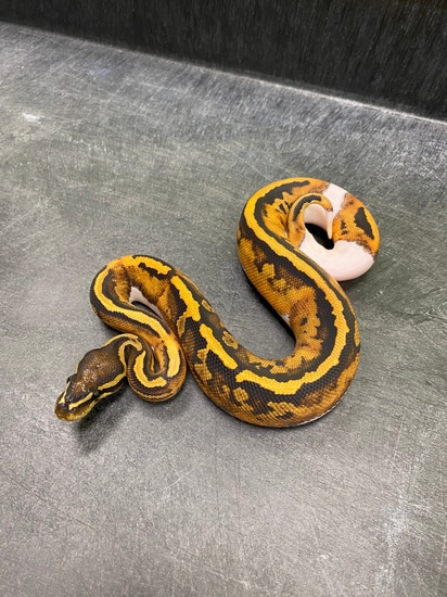 Pied Het Ultramel Ball Python by Delray Exotics