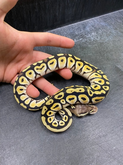 Pastel Cypress Het Sunset Ball Python by Delray Exotics