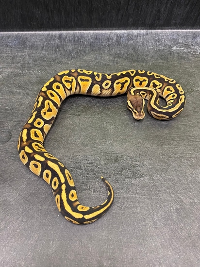 Pastel Cypress Het Sunset Ball Python by Delray Exotics
