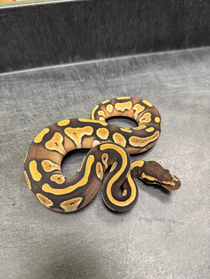 Mojave Mandarin Het Hypo PH Pied Ball Python by Delray Exotics
