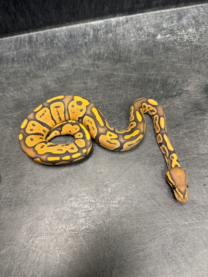Mandarin Hypo PH Pied Ball Python by Delray Exotics