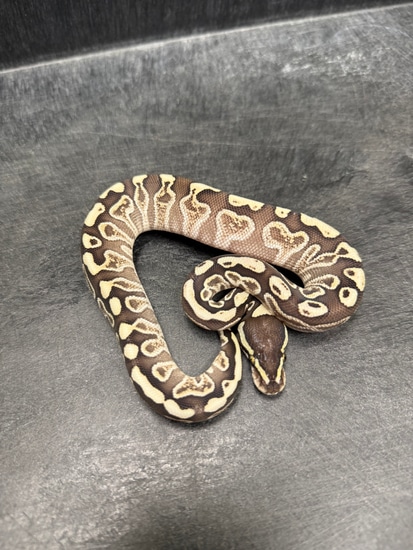 GHI Lesser (Sable) Het Clown Ball Python by Delray Exotics