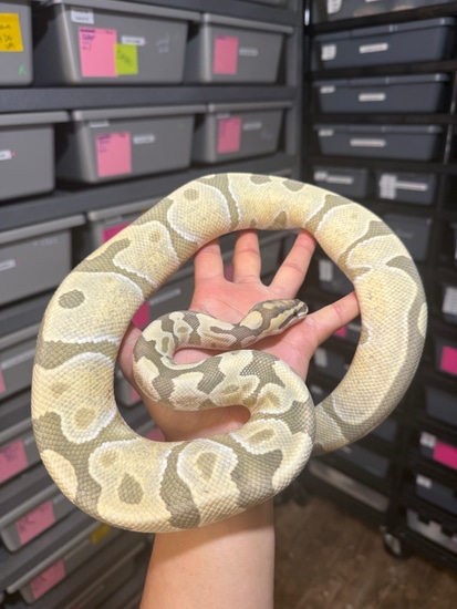 Enchi Hypo DG Ball Python by Delray Exotics