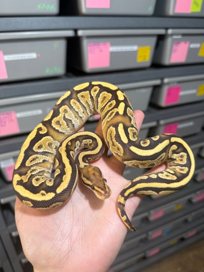 Cypress Fire Gravel Het Clown Ball Python by Delray Exotics