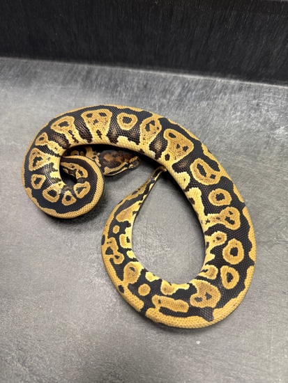 Acid Spotnose DH GStripe Clown Ball Python by Delray Exotics
