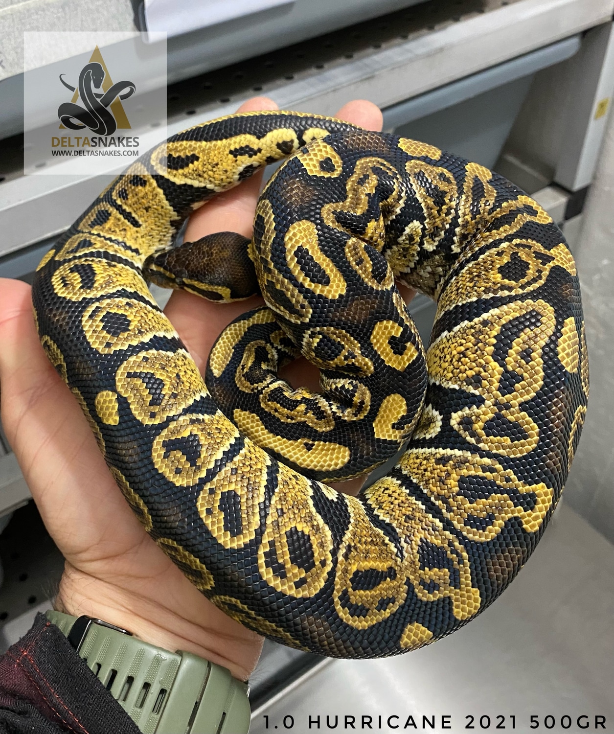 HURRICANE 800gr Sperm Plug Ball Python by DeltaSnakes - MorphMarket
