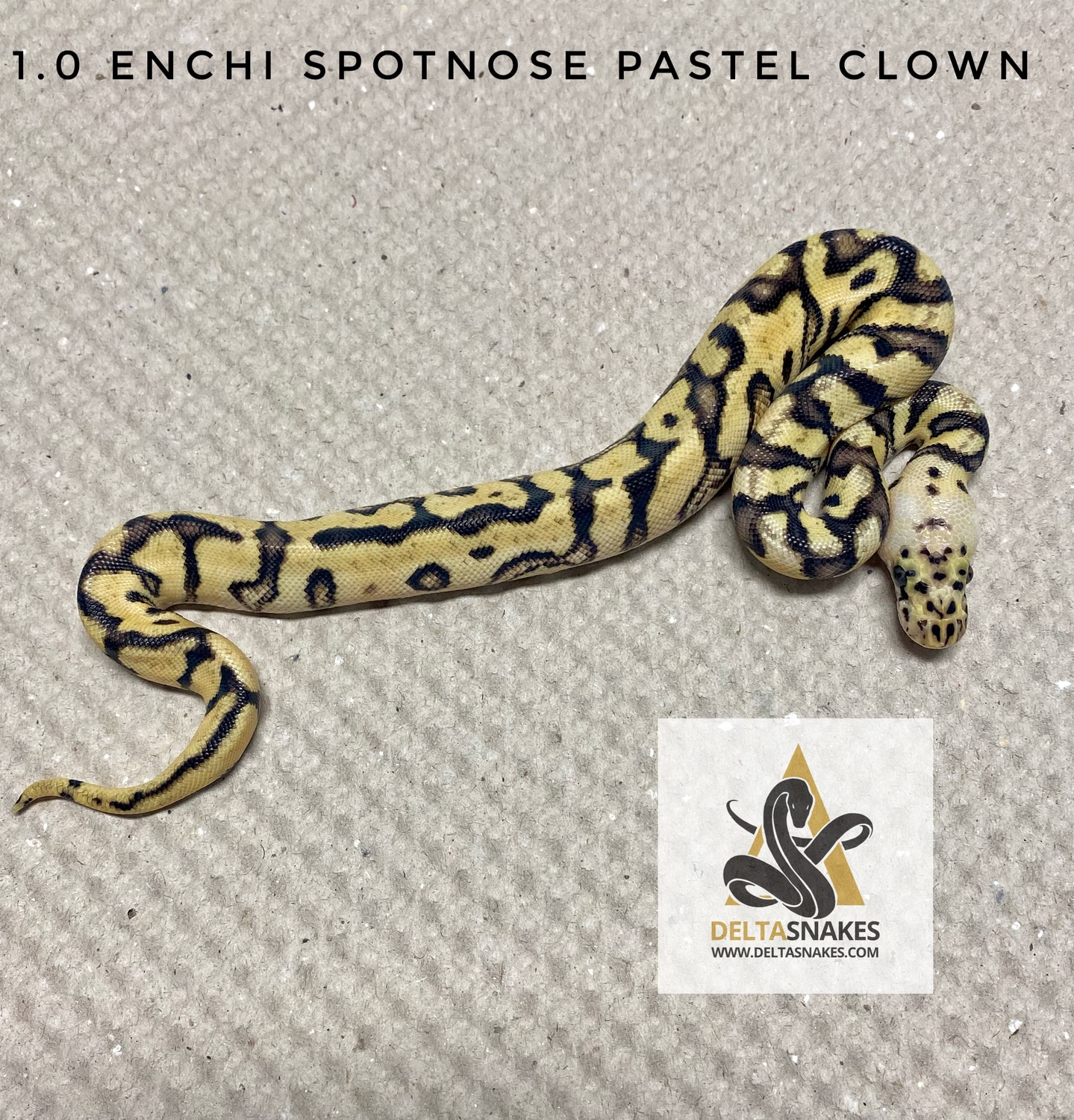 Enchi Pastel Spotnose Clown Ball Python by DeltaSnakes - MorphMarket