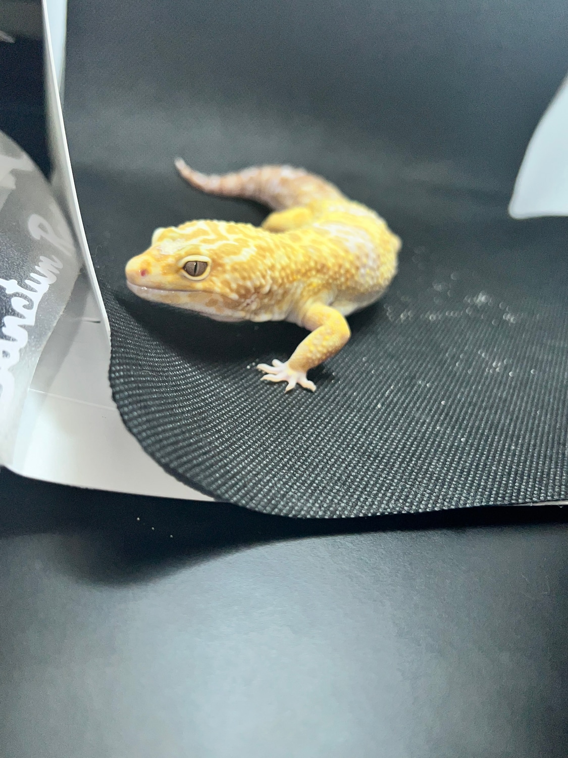 Poss High Yellow Poss Hypo Leopard Gecko by DeeExotics - MorphMarket