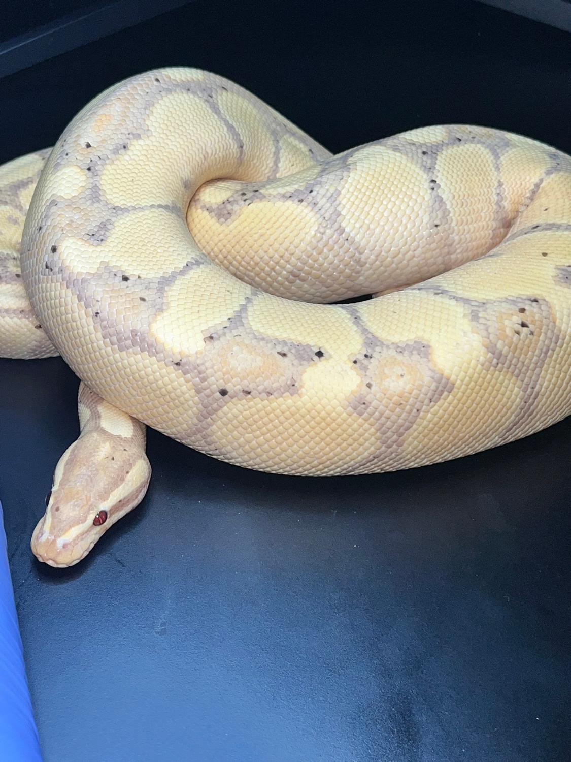 Banana Yellow Belly Ball Python by DeeExotics - MorphMarket