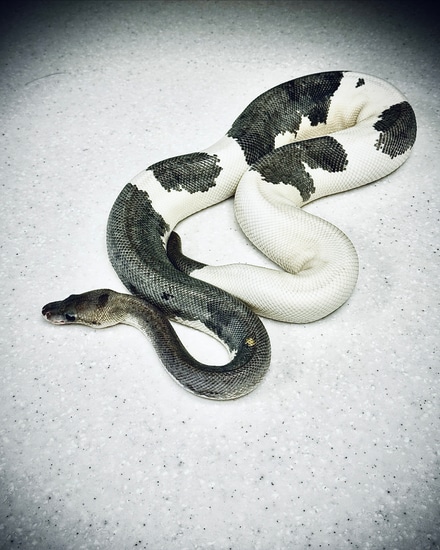 Beautiful Female Urban Camo Ball Python by T&C Morphs