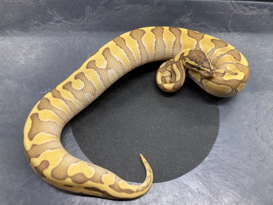 Lesser Enchi Spotnose 100% Het Clown Ball Python by Demonic reptiles