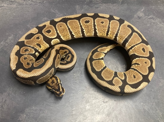 Spotnose 100% Het Desert Ghost Ball Python by Demonic reptiles