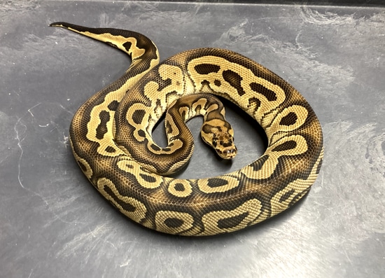 EMG Clown Ball Python by Demonic reptiles