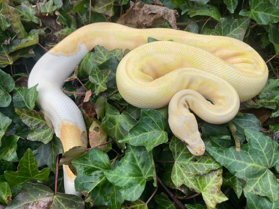 Lavender Pied (Dreamsicle) Ball Python by Demonic reptiles