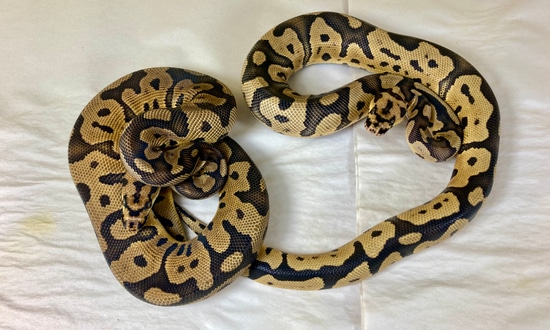 Confusion Clown *** Pair*** 1.1 Ball Python by Demonic reptiles