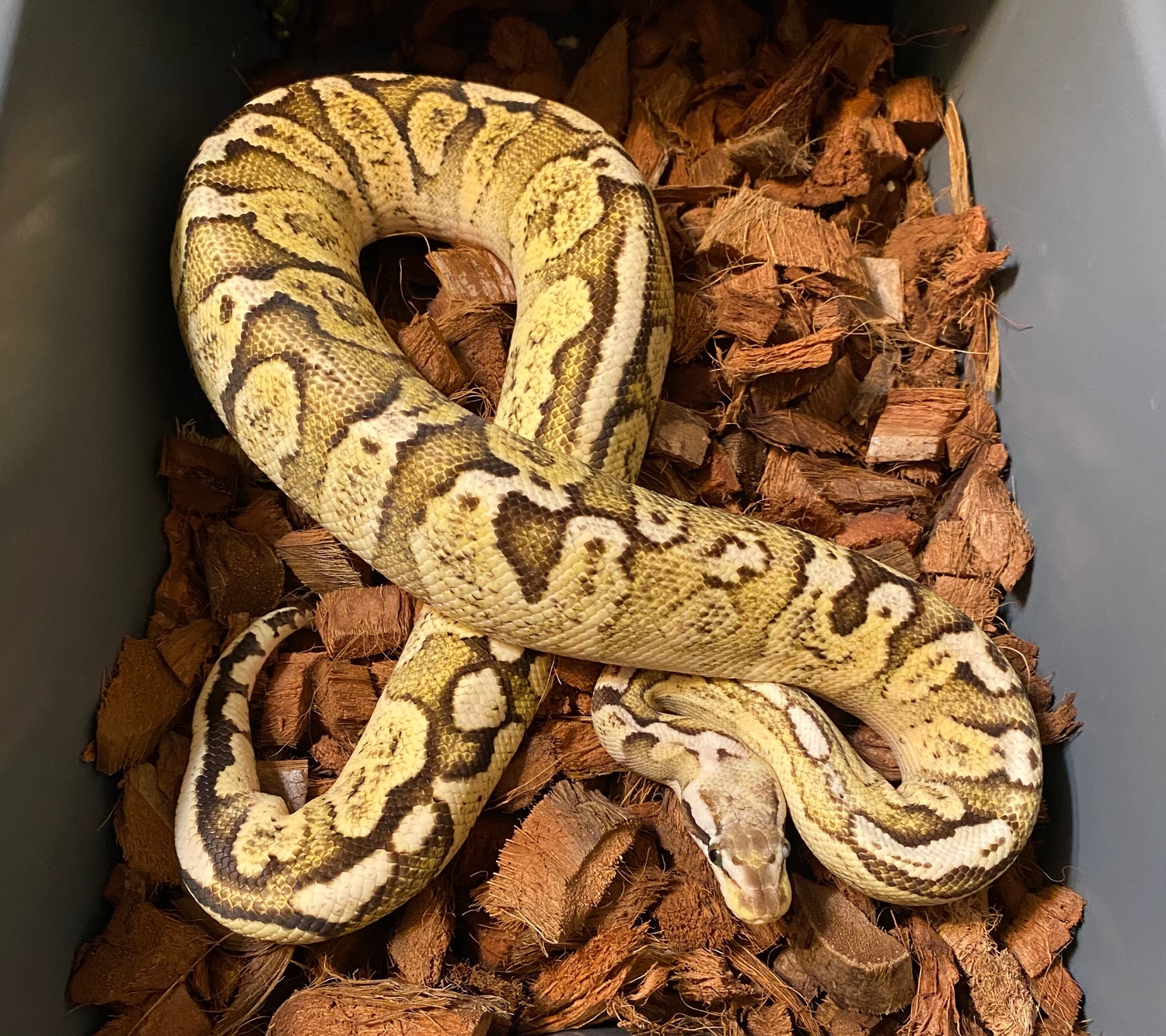 Ghi Firefly Ball Python by Kings River Royals - MorphMarket
