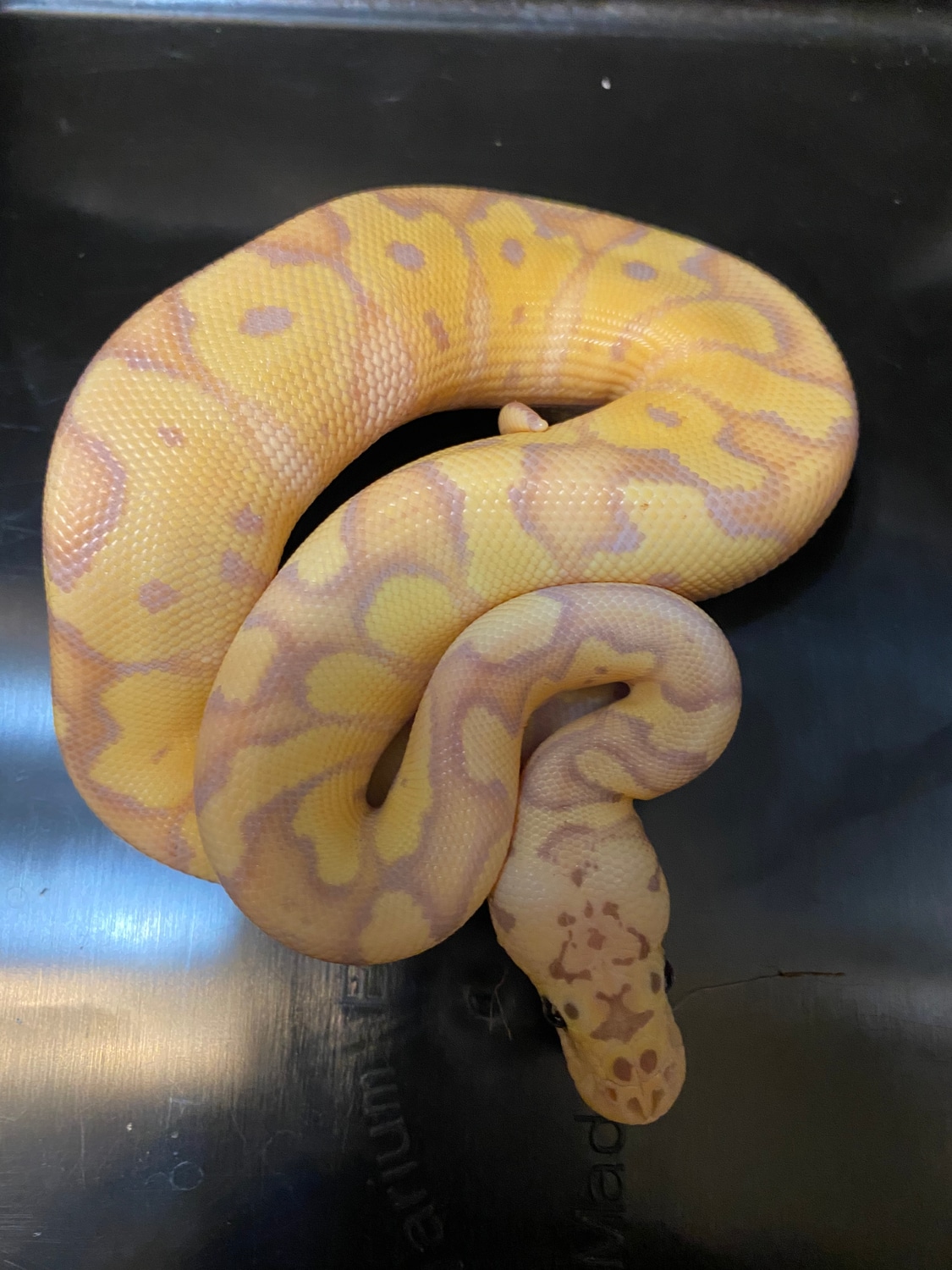 Banana Pastel Clown Ball Python by Kings River Royals - MorphMarket