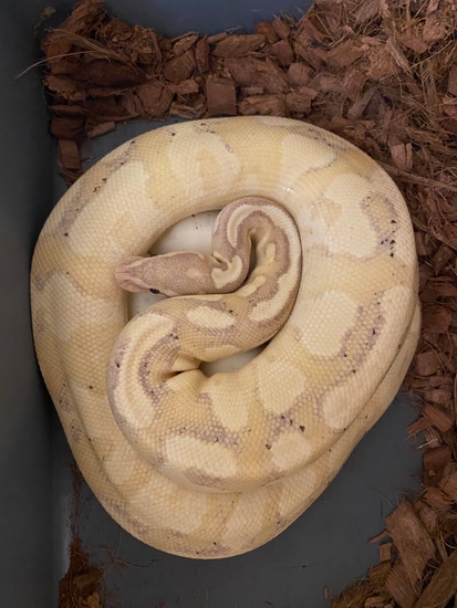 Banana Orange Dream Gravel Fire Ball Python by Kings River Royals