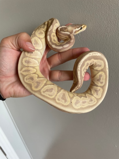 Banana Black Pewter Ball Python by Mineral Morphs