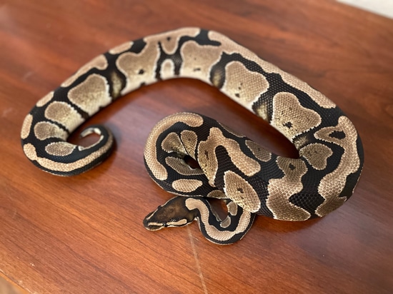 OD Female Over 1000g Ball Python by Mineral Morphs