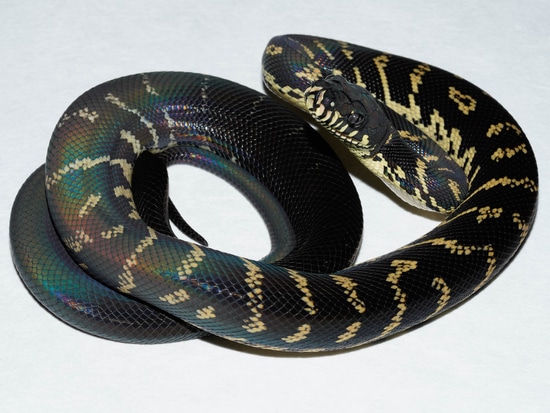 2022 Boelen's Python by Vibrant Viridis, LLC