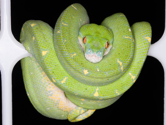 Calico-Line Green Tree Python by Vibrant Viridis, LLC