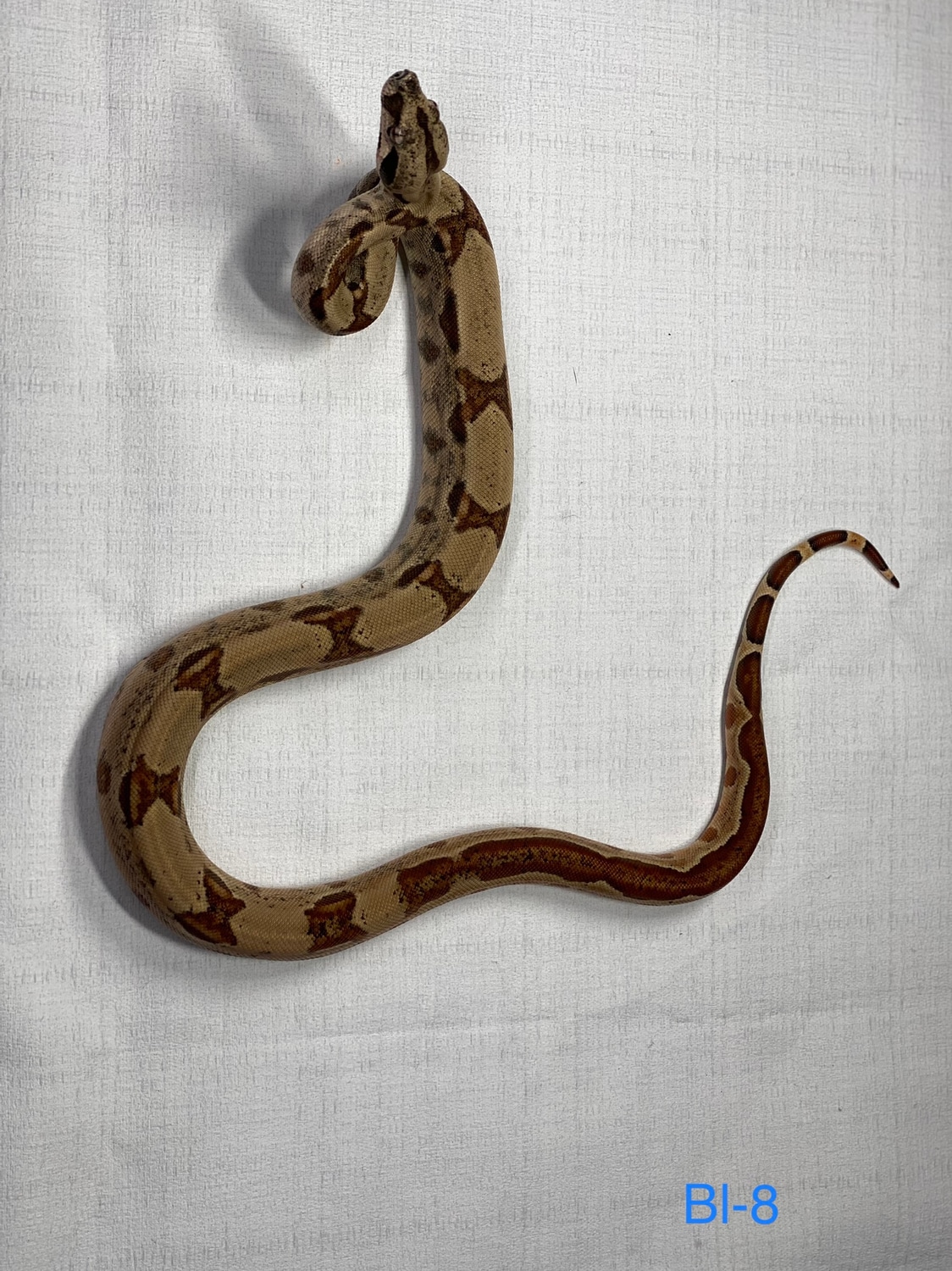 22 Hypo Triple Het Leopard Blood Albino(Kahl) Boa Constrictor by ...
