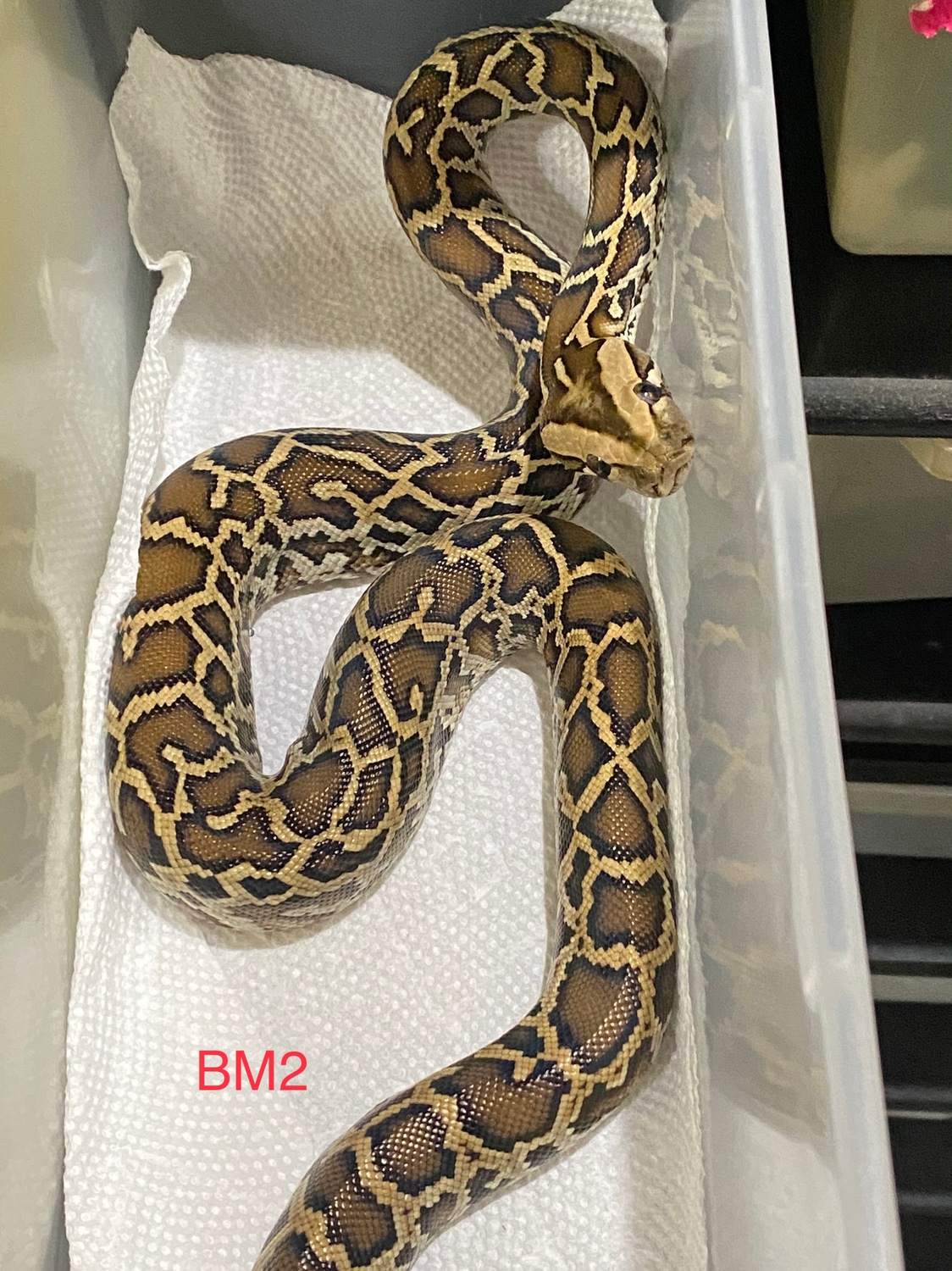 22 100% Het Champagne/granite 66% Het Albino Burmese Python by Denmark ...