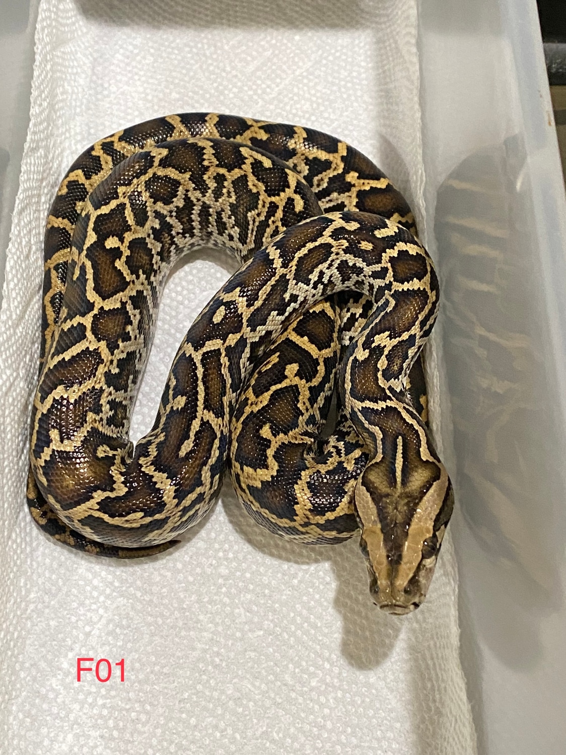 22 100% Het Albino 100% Het Granite 50% Het Green Burmese Python by ...