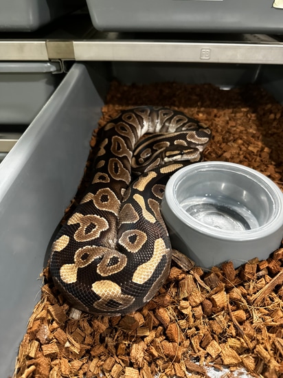 Proven Mystic Female Ball Python by Denmark’s Den llc