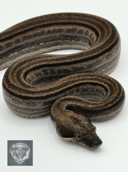 23’ Motley Onyx Het Blood Pos Dbl Het CA/honduran Boa Constrictor by ...