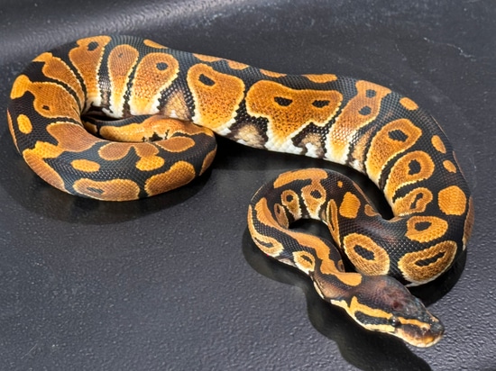 24 Nr.Mandarin Pos Het Hypo Ball Python by Denmark’s Den llc