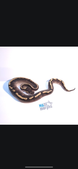 Ghi Mojave Ball Python by Made Morphs