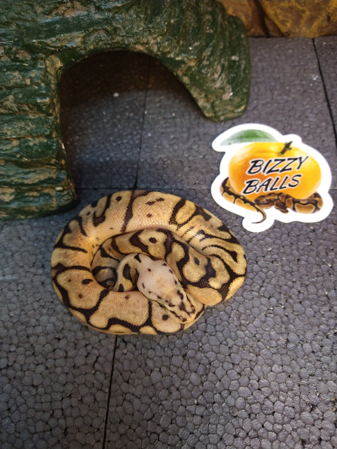 Super Pastel OD Spider Ball Python by Bizzy Balls - MorphMarket