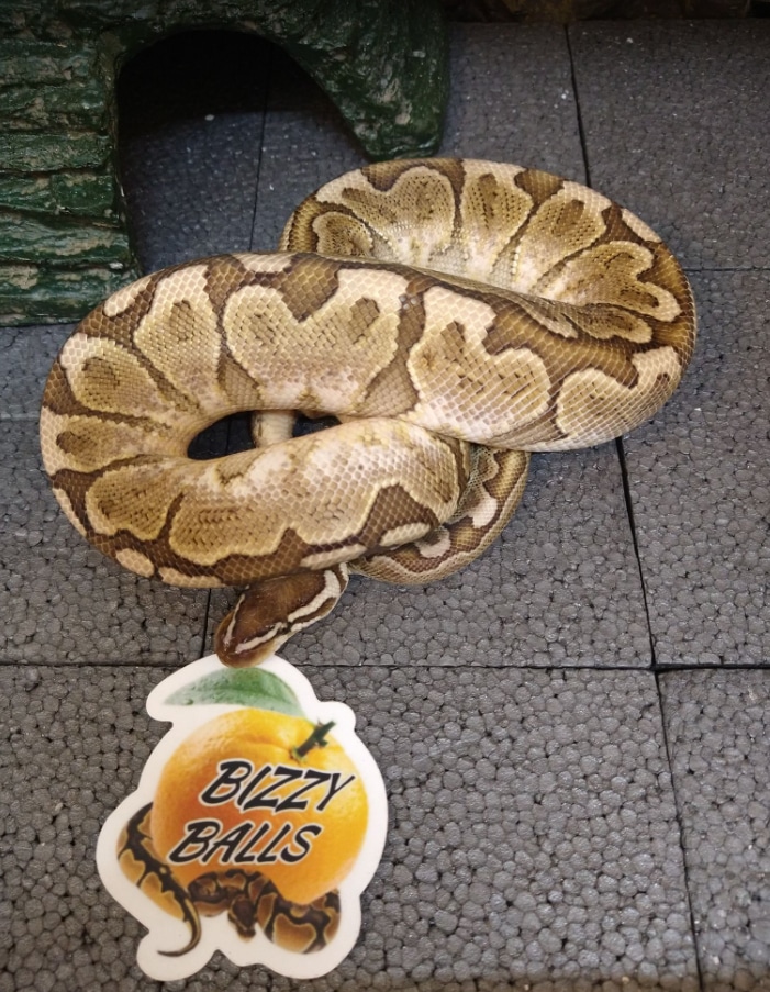 Bamboo Bongo Ball Python by Bizzy Balls - MorphMarket