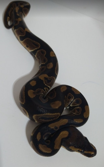 Raven Ball Python by Bizzy Balls