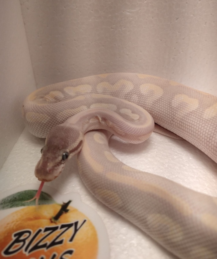 Mystic Phantom//Russo Ball Python by Bizzy Balls - MorphMarket