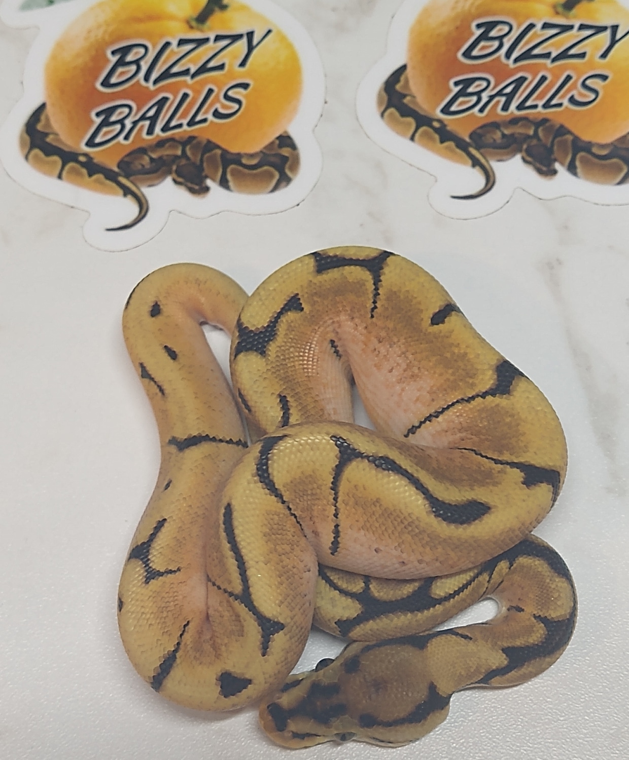 Super Orange Dream Spider Enchi Ball Python by Bizzy Balls - MorphMarket
