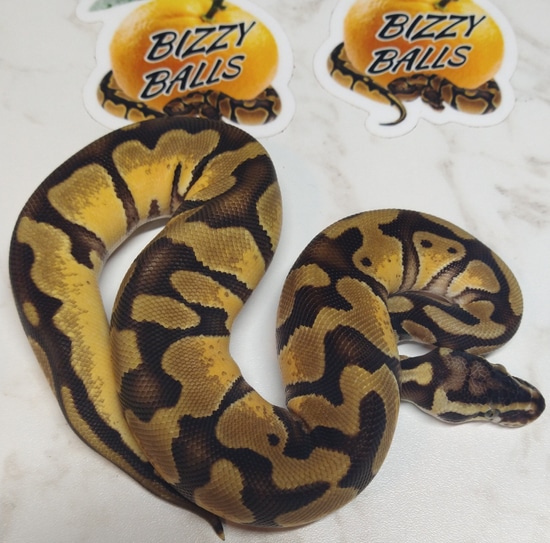 Pastel Enchi Ball Python by Bizzy Balls