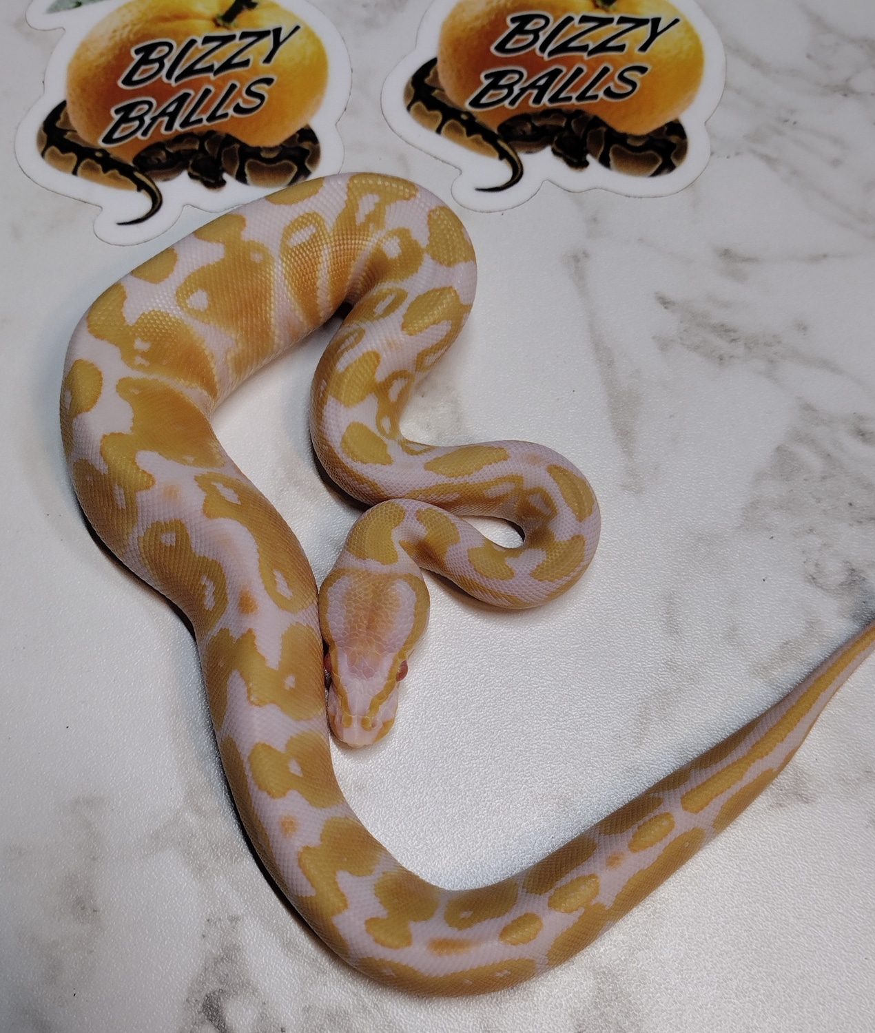Albino Yellow Belly Ball Python by Bizzy Balls - MorphMarket
