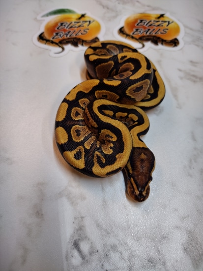 Vanilla Yellow Belly Ball Python by Bizzy Balls