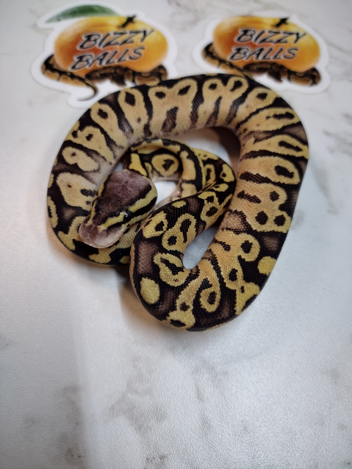 Pastel Vanilla Ball Python by Bizzy Balls - MorphMarket
