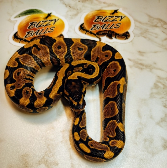 Yellow Belly/Gravel Ball Python by Bizzy Balls